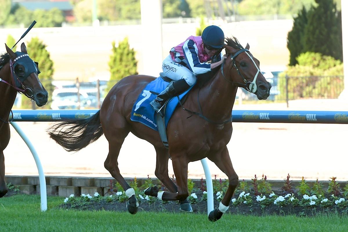 Prima ends 2016 on a winning note - HOPE RACING PTY LTD