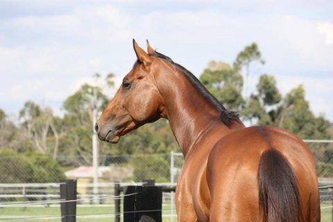 Home - HOPE RACING PTY LTD