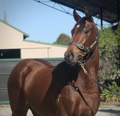 Meet The Team - HOPE RACING PTY LTD