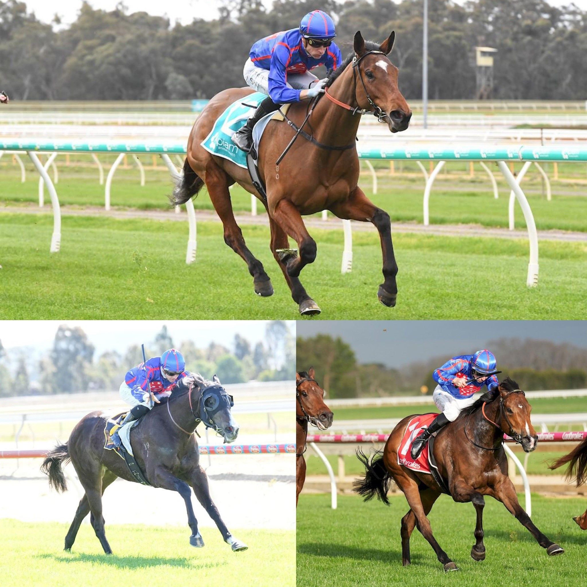 Huge week for Roll the Dice Racing - 4 winners in a row! - Roll The ...