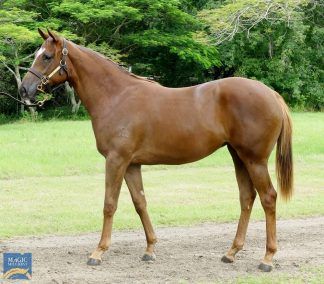 Home - Button Bros Racing