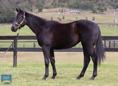 Home - Button Bros Racing