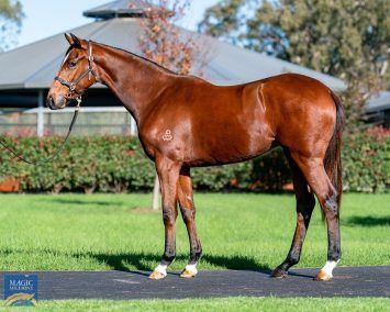 Home - Button Bros Racing