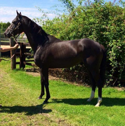 Shea in the UK - Eden Racing