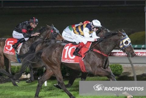 Toregene Secures Place In $500K Final - MJ Williams Thoroughbred Training