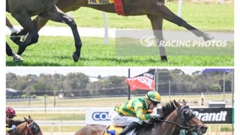 Stable Double On Jericho Cup Day - MJ Williams Thoroughbred Training