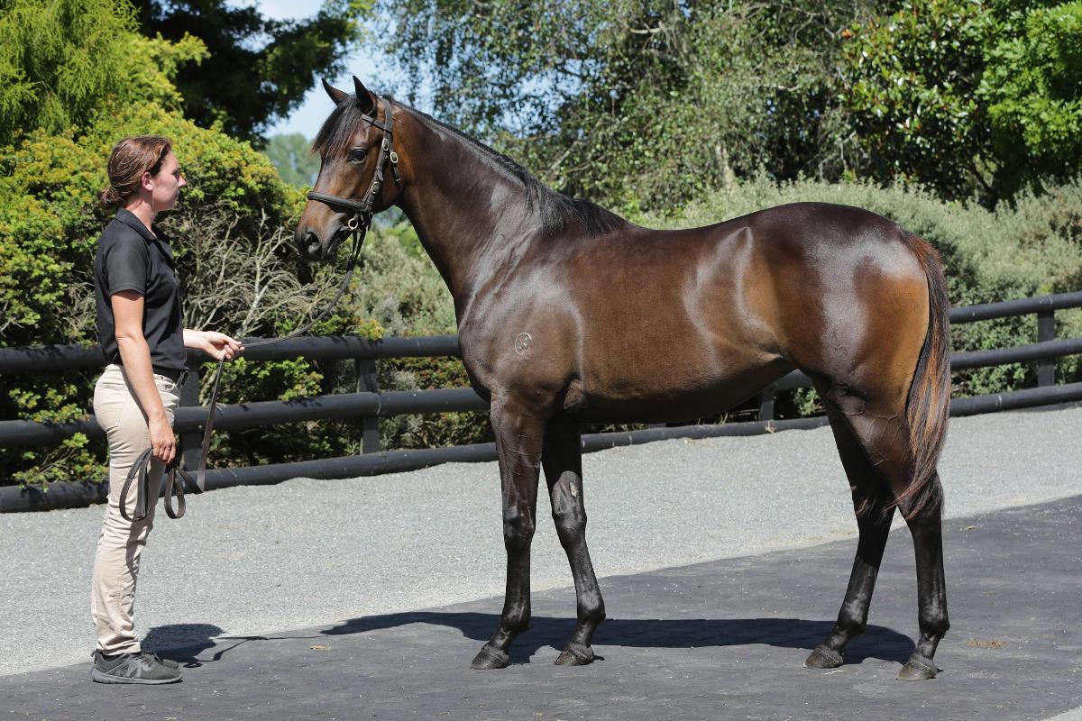New Horse For Perth! - Belhus Racing