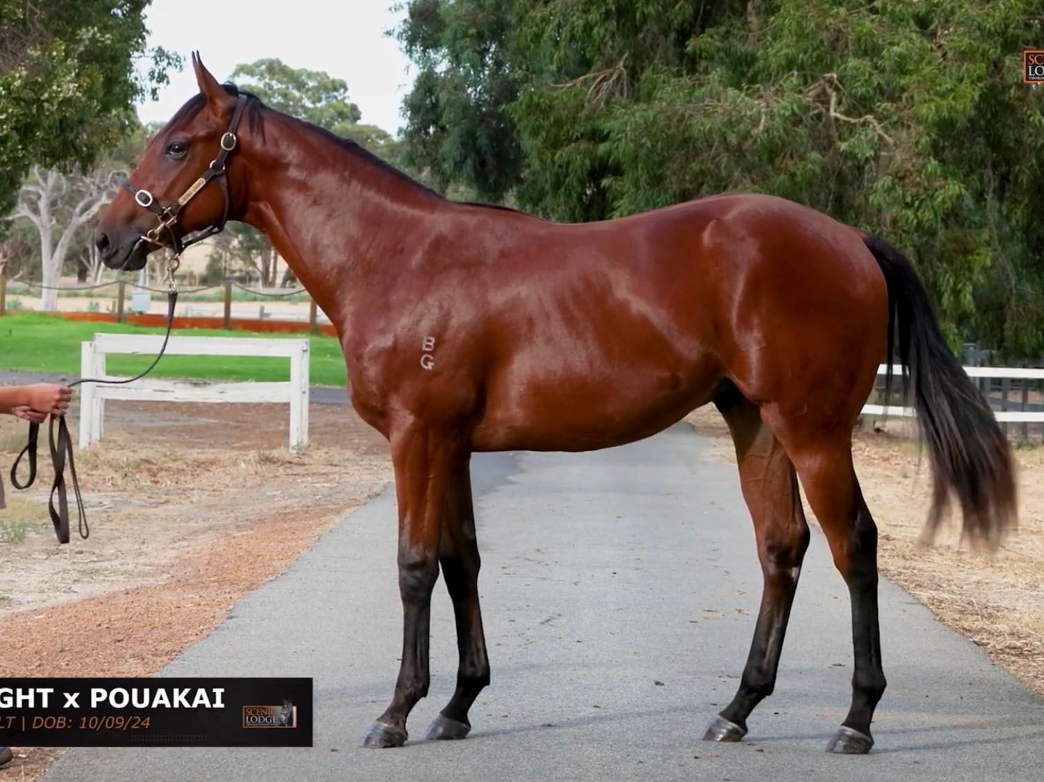 Earthlight - Pouakai 1yo Colt - Belhus Racing