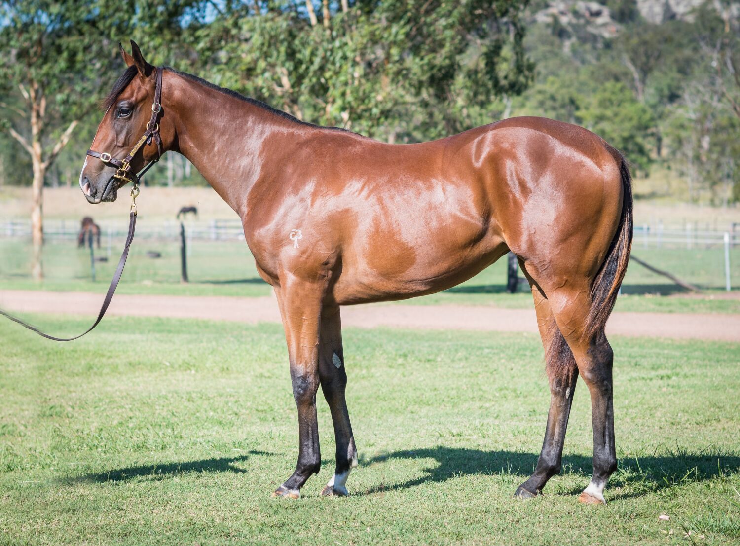 From the Barn: 2022/23 season done and dusted - Andrew Dale Racing