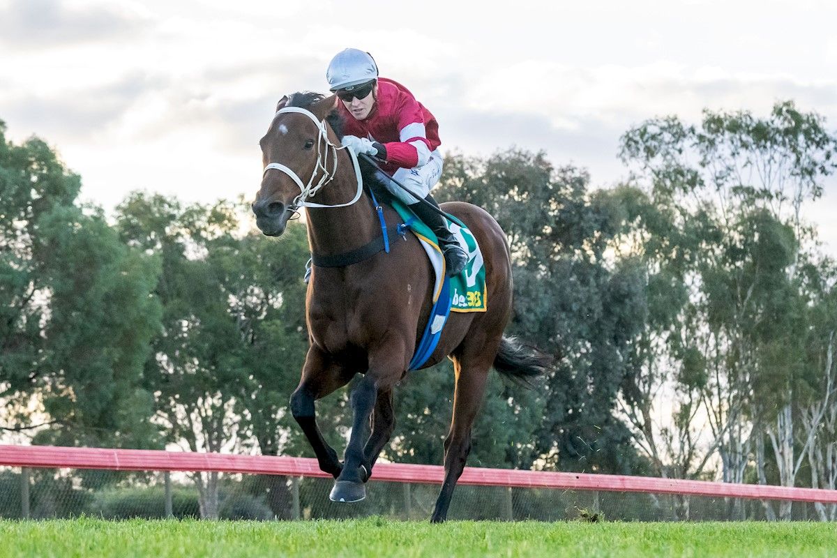 Dale eyes Wagga wins after stellar start to the week - Andrew Dale Racing