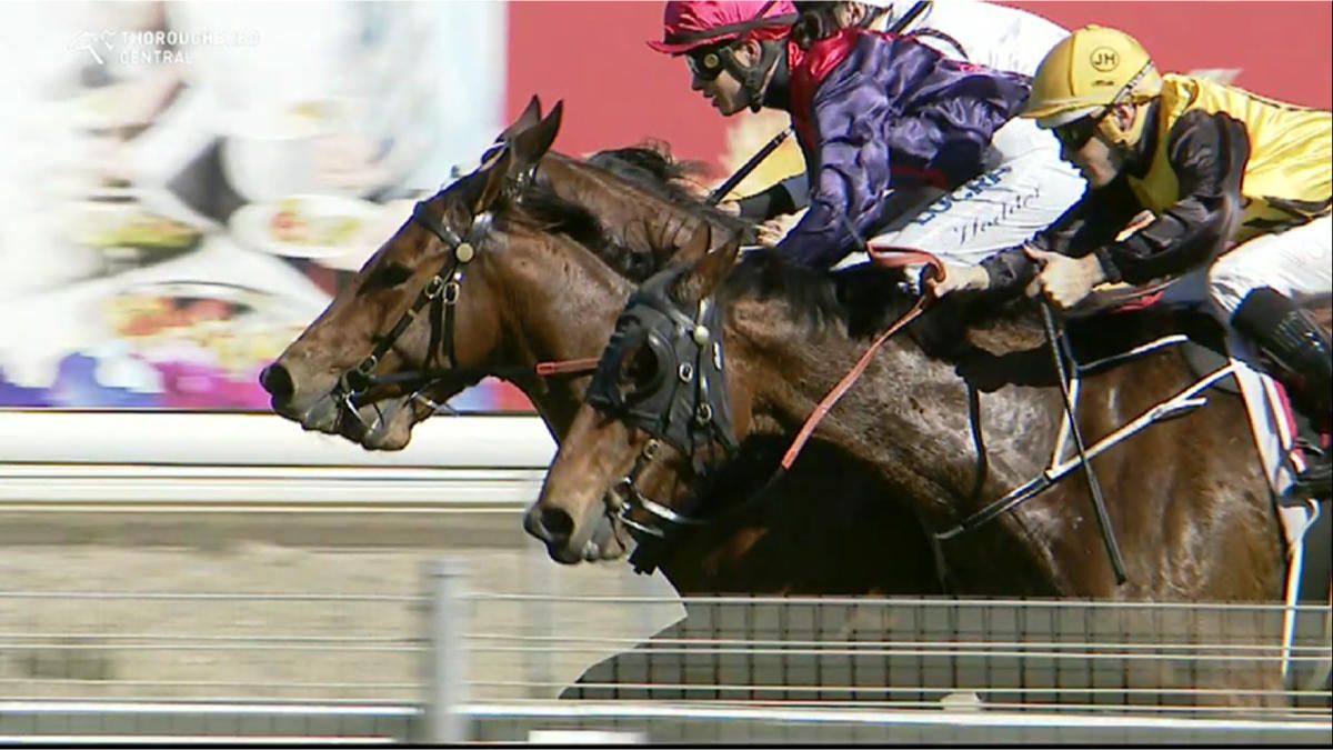 An Outstanding Effort By Scatter Blast To Place At Coffs Under Travis ...