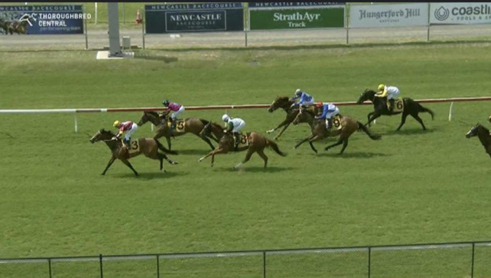 Buckin Beauty Puts In A Great Effort At Newcastle To Finish 2nd ...
