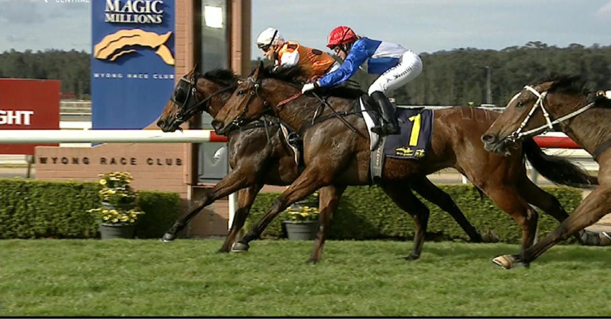 Rastafarian To Compete At Wyong On Thursday - Damien Lane Racing