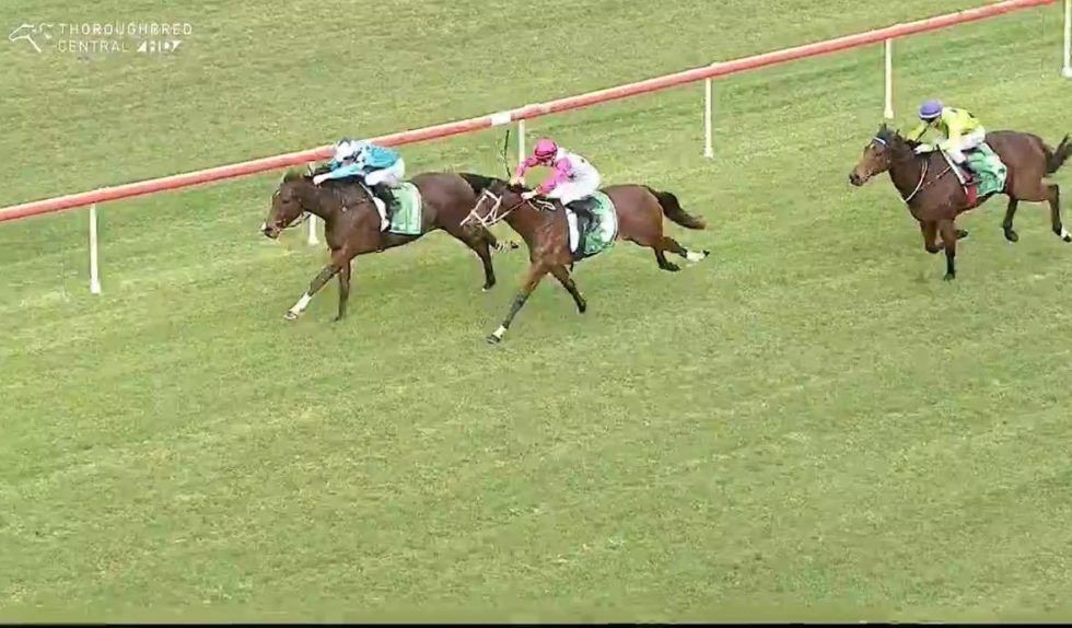 Montana Thunder arrives in third at Taree under Jake Hull. - Damien ...