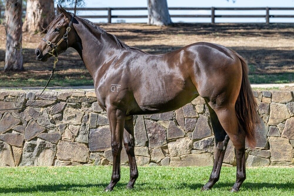Un-named (Daumier - Dominant Lady) - Prime Thoroughbreds