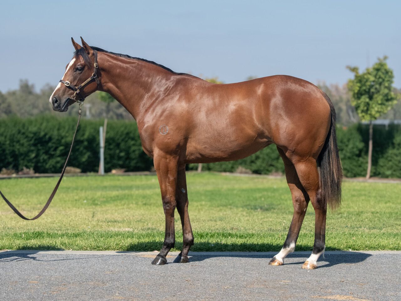 Un-named (Tagaloa - Thoughtfilly) - Prime Thoroughbreds