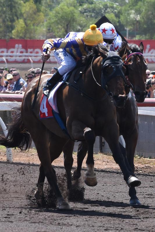 ACTION AGAIN TAKES OUT CUP DAY SPRINT - Neil Dyer Racing