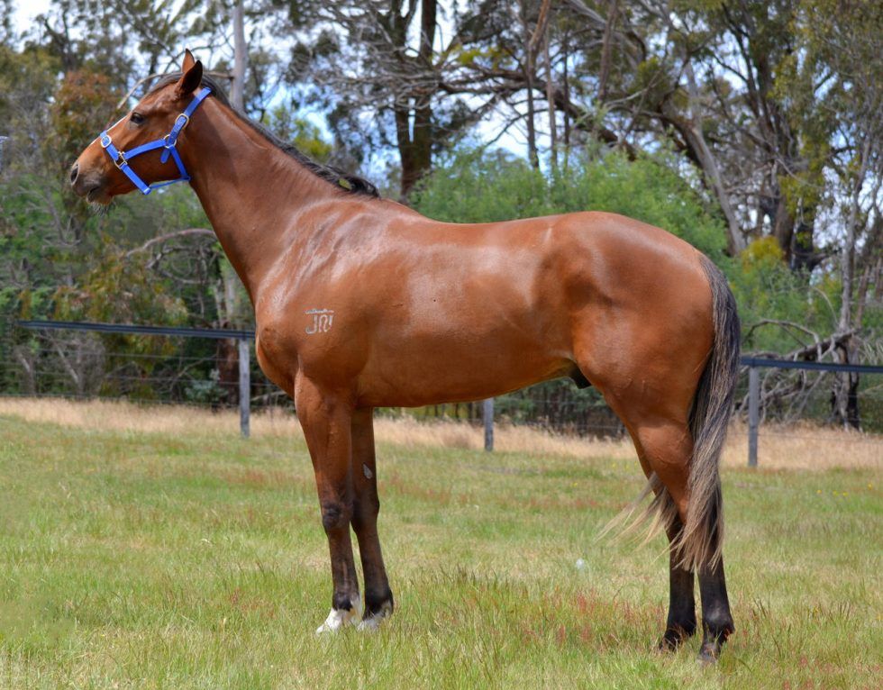 Don't miss this Train! - Neil Dyer Racing