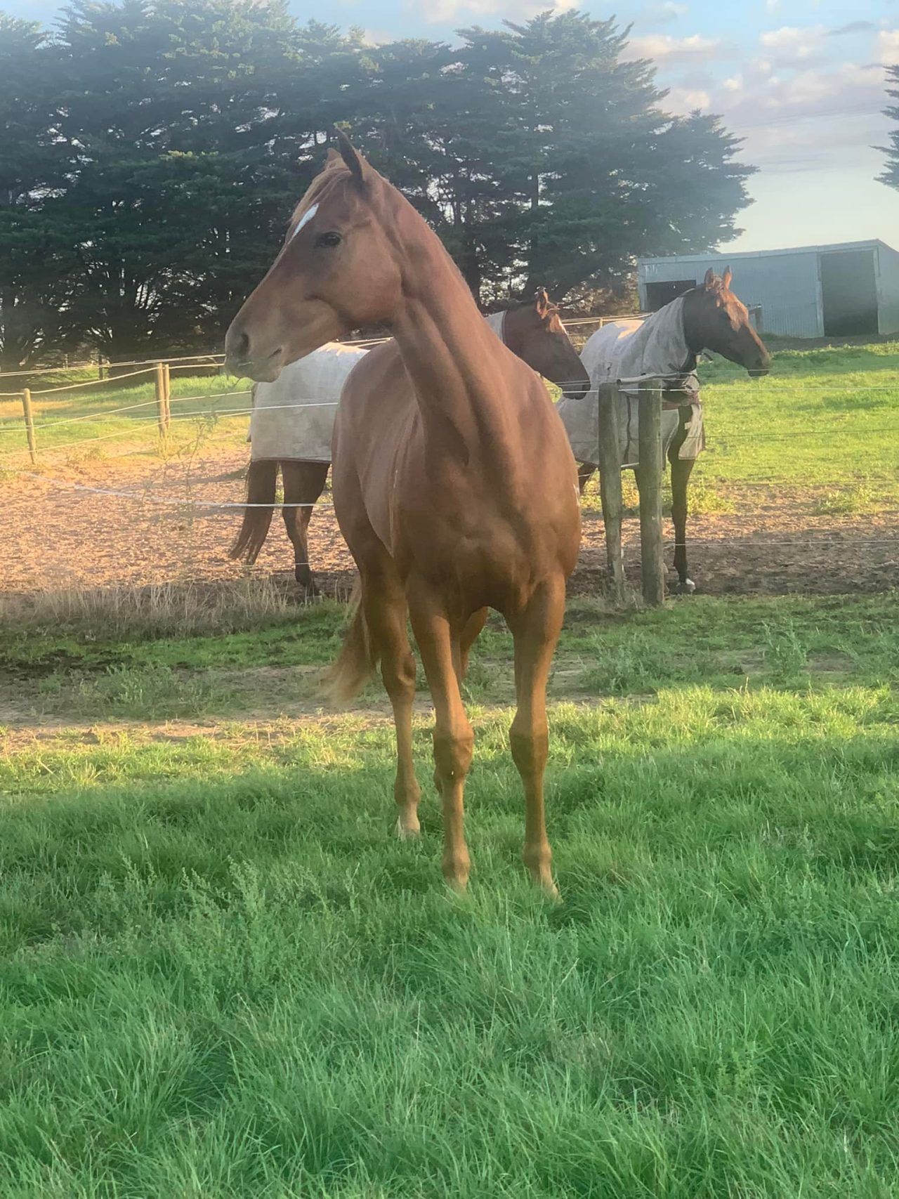 Doug Harrison Racing