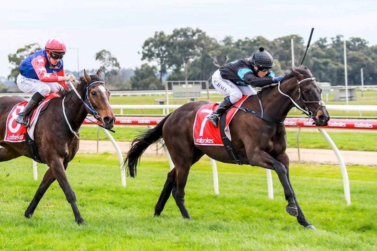 My Friend at Moe - Allison Sheehan Racing