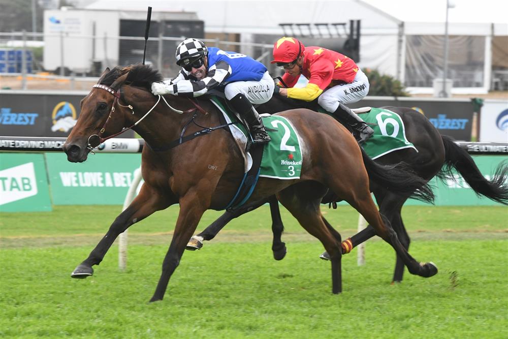 Big Duke, Sixties Groove to run in Grafton Cup - Australian Bloodstock