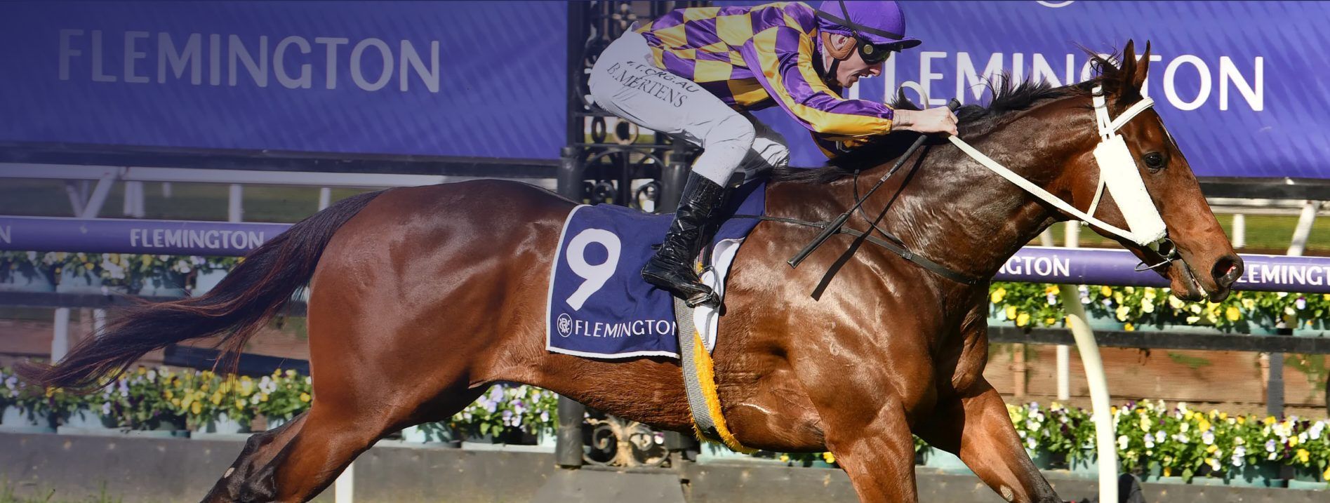 Australian Horse Trainer | Besanko Racing
