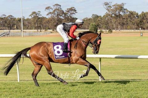 Fries On the Boil - Bazeley Racing Stables