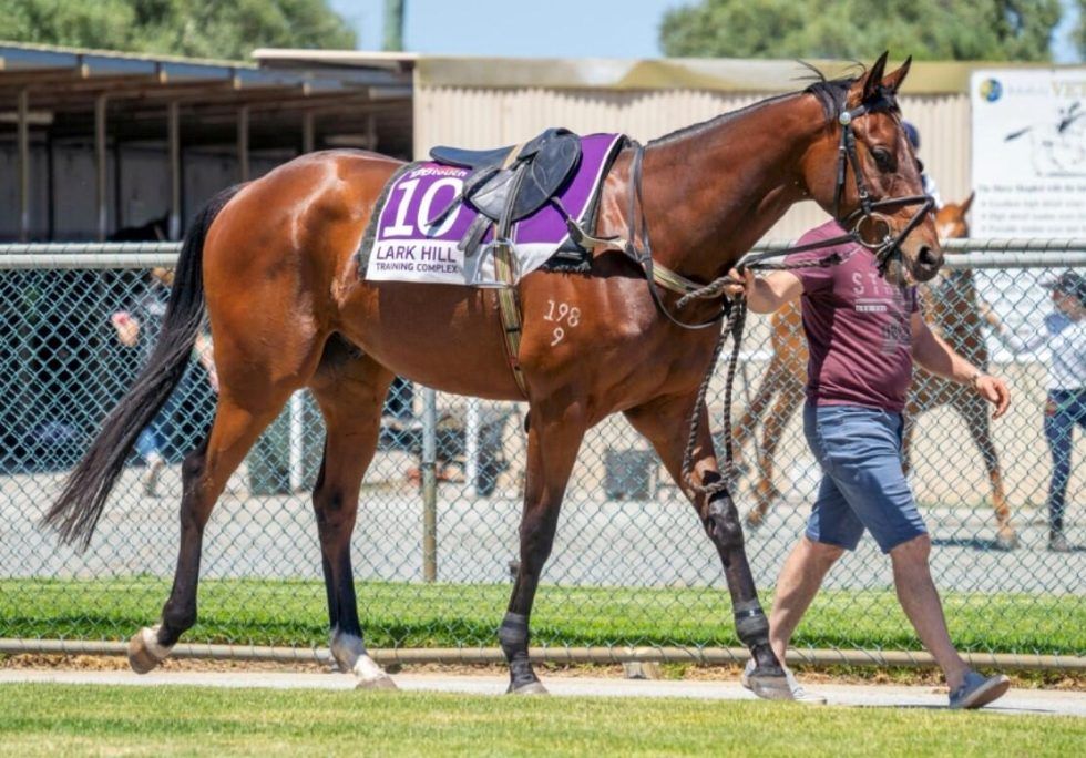 Wayne The Pain Debut - Bazeley Racing Stables