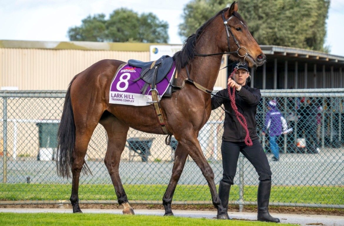 Australian Horse Trainer | Bazeley Racing Stables | Aaron Bazeley