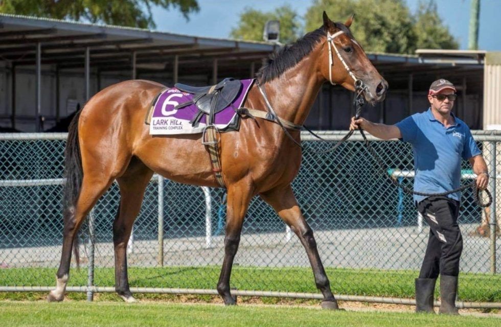 Wayne The Pain First Up At Belmont Park - Bazeley Racing Stables