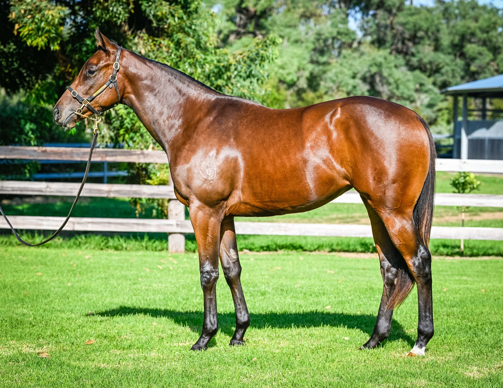 NEW Racing Opportunity in 2yo SUPIDO Filly - Ron Leemon Racing