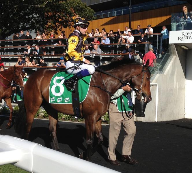 Australian Horse Trainer | Austin Racing | Warwick Farm | NSW | Australia