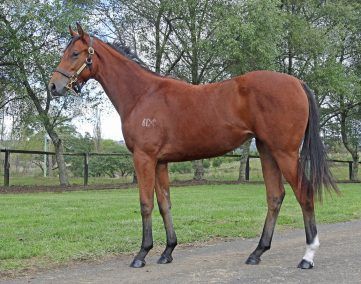 Australian Horse Trainer | Austin Racing | Warwick Farm | NSW | Australia