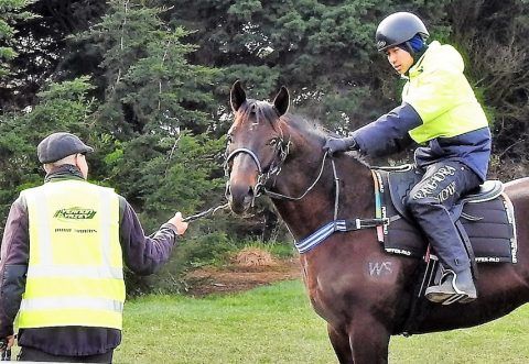 Mark in The Dark but Hopeful as Captain Roy Debut Nears - Purdon Racing
