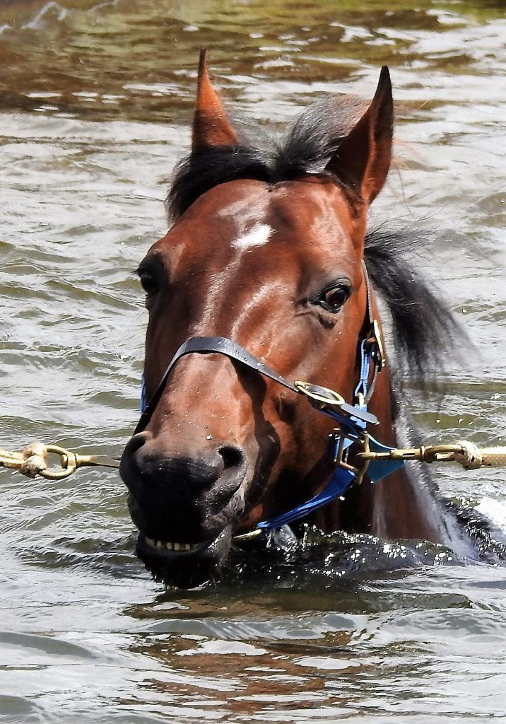 Nathan Seeks Queensland Double- Brooke Aims For One in Auckland ...