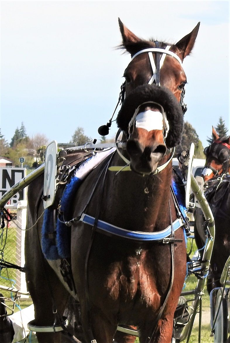 Your Chance to Join the Stable of Champions - Purdon Racing