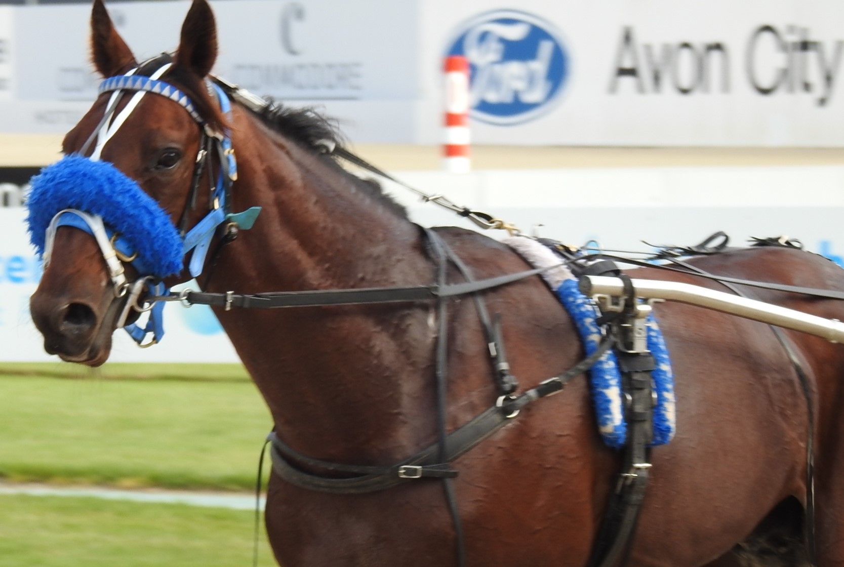 Oscar for Green Mile: Darci for Invercargill Cup - Purdon Racing