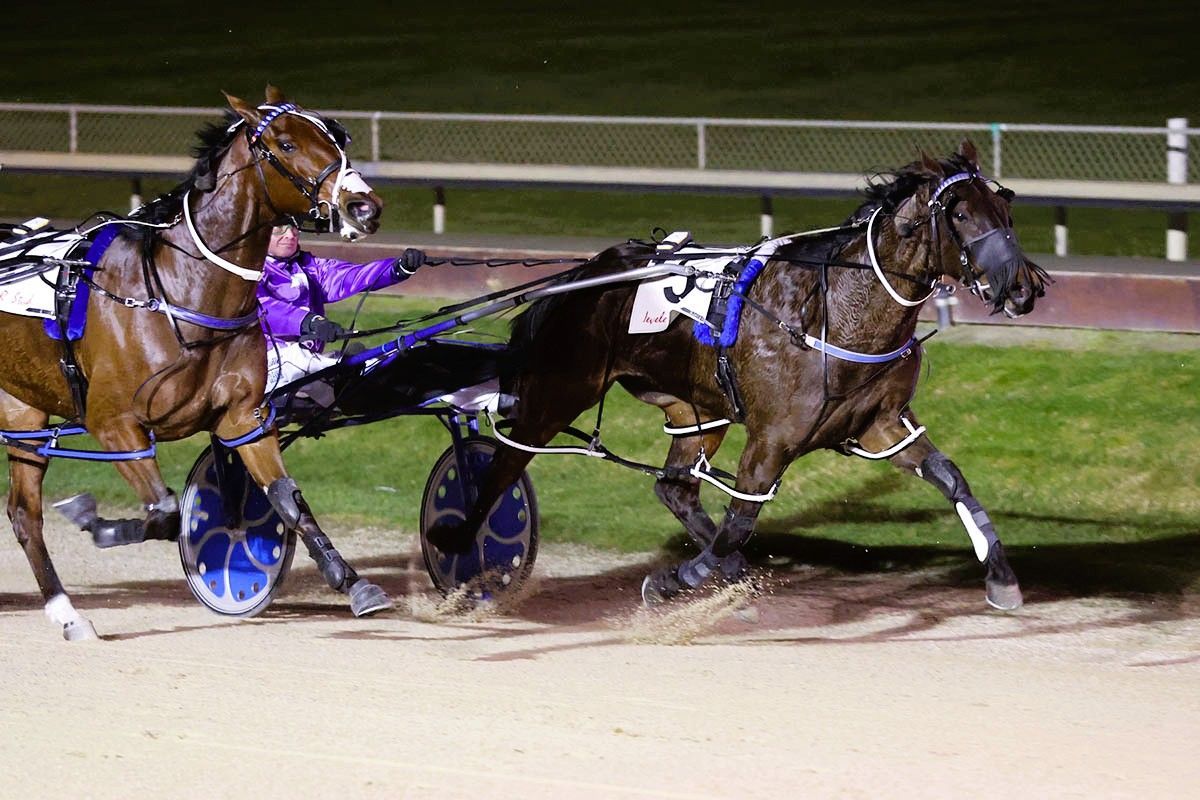 Akuta Yes. Oscar Bonavena Maybe. Stars Resume - Purdon Racing