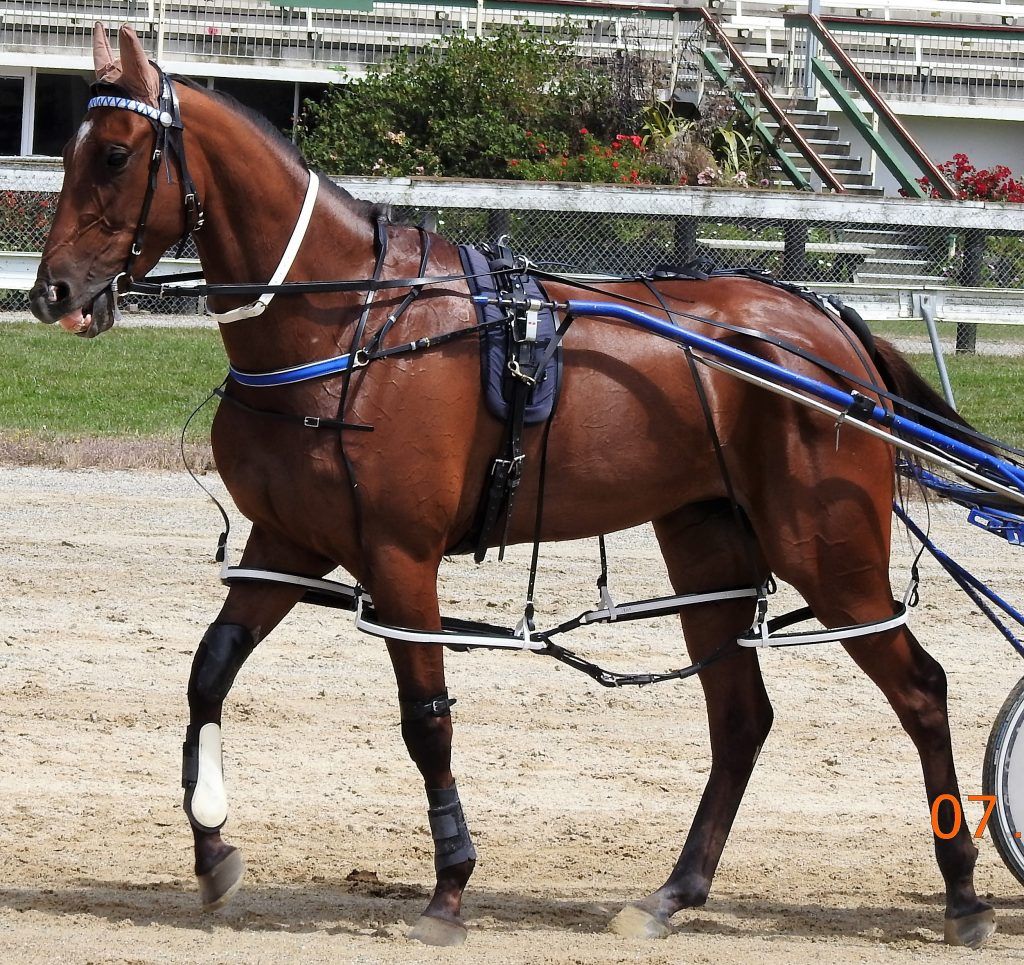 Stable Debuts the Theme for Cambridge Wednesday - Purdon Racing