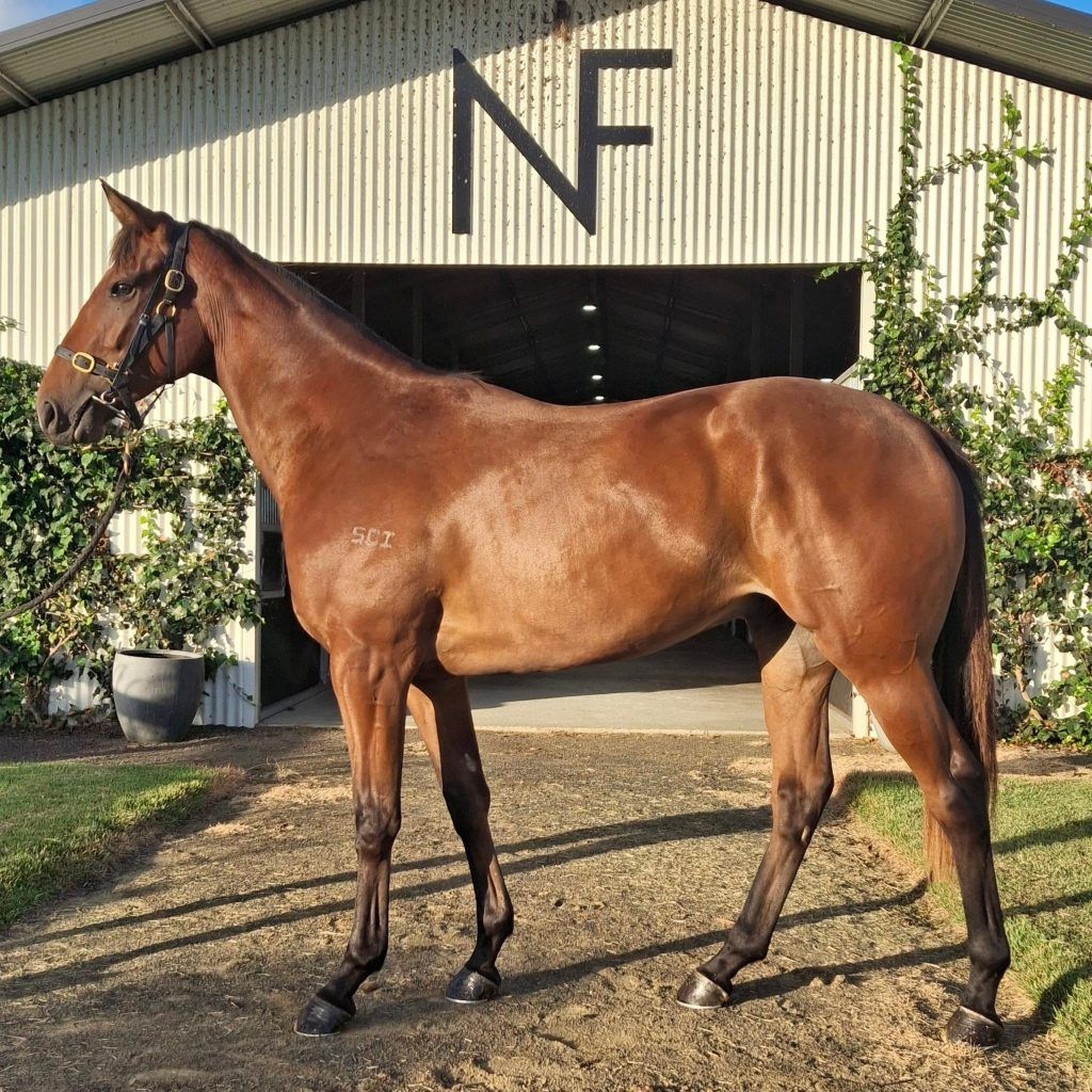 Lofty MacSporran - Edge Thoroughbreds