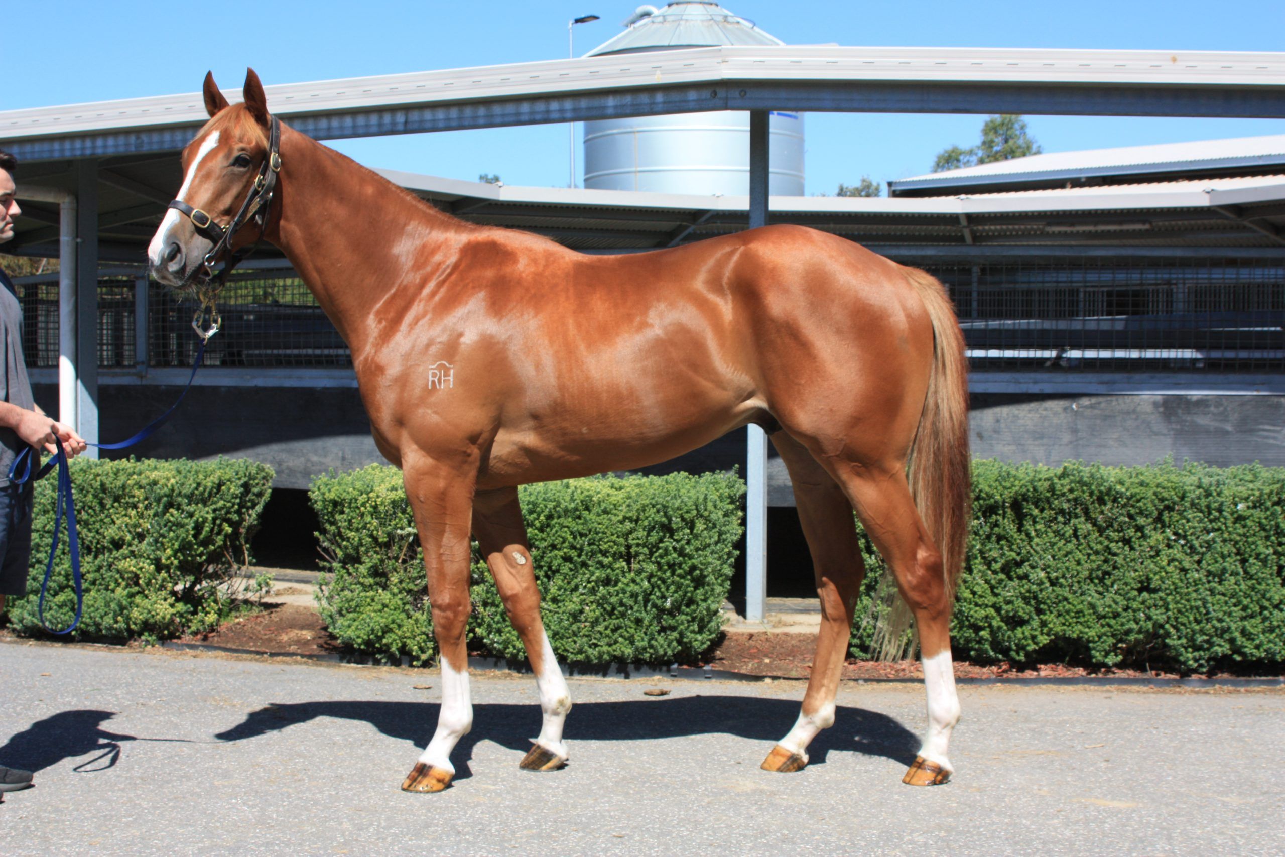 Proisir X Giardini Gelding - Price Kent Racing