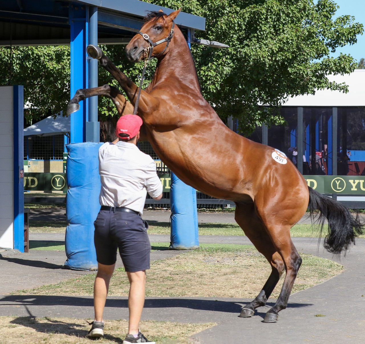 Hanseatic X Split Lip Gelding - Price Kent Racing