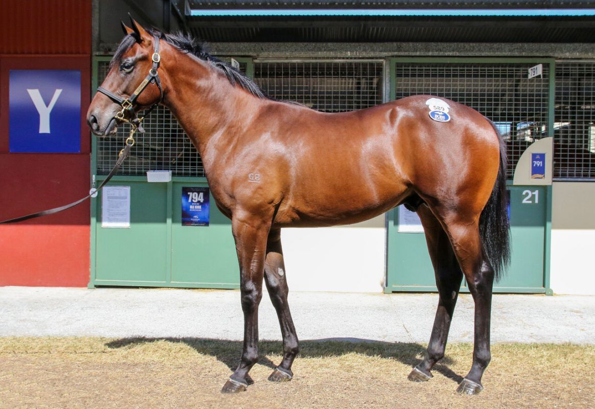 Harry Angel X Movie Matinee Colt - Price Kent Racing