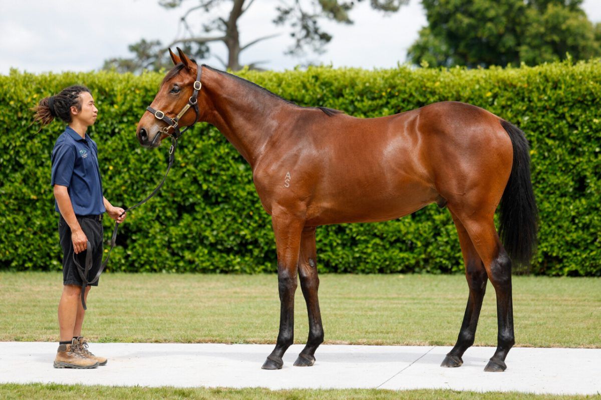 Proisir X Palos De Lago Colt - Price Kent Racing