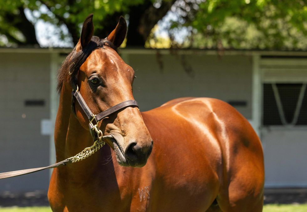 Super Seth X Love Affair Colt - Price Kent Racing