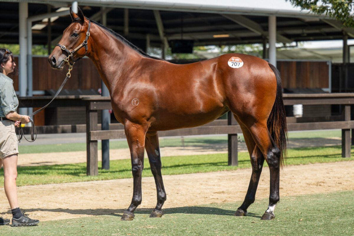 Alabama Express X Centrefire Filly - Price Kent Racing