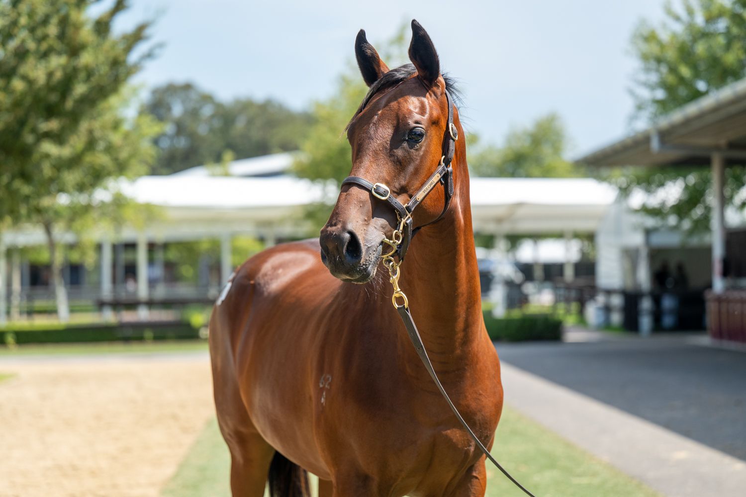 Alabama Express X Centrefire Filly - Price Kent Racing