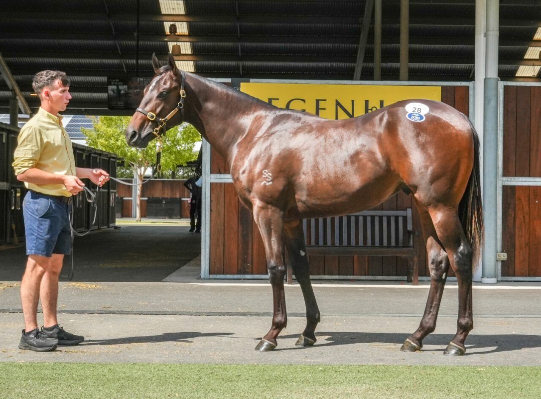 Zoustar X Pretty In Pink Colt - Price Kent Racing