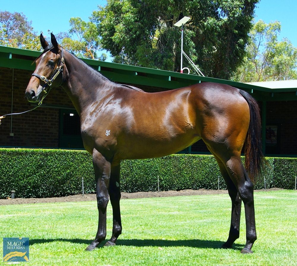Cawarra - Parnham Racing Stables