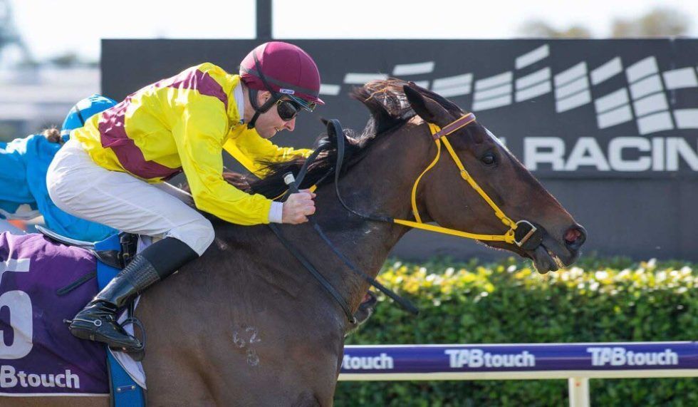 Home - Parnham Racing Stables